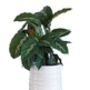 Houseplant Calathea 'Queen Maui' 15cm Pot By Acqua Garden