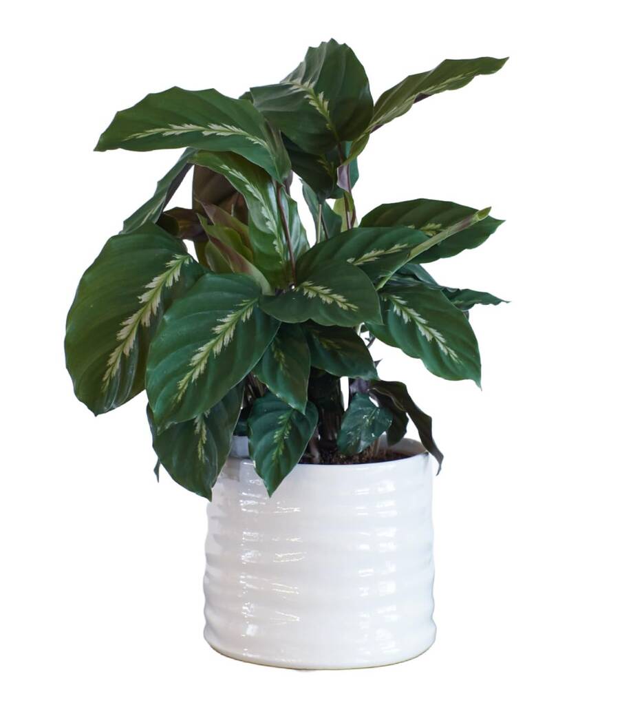 Houseplant Calathea 'Queen Maui' 15cm Pot By Acqua Garden