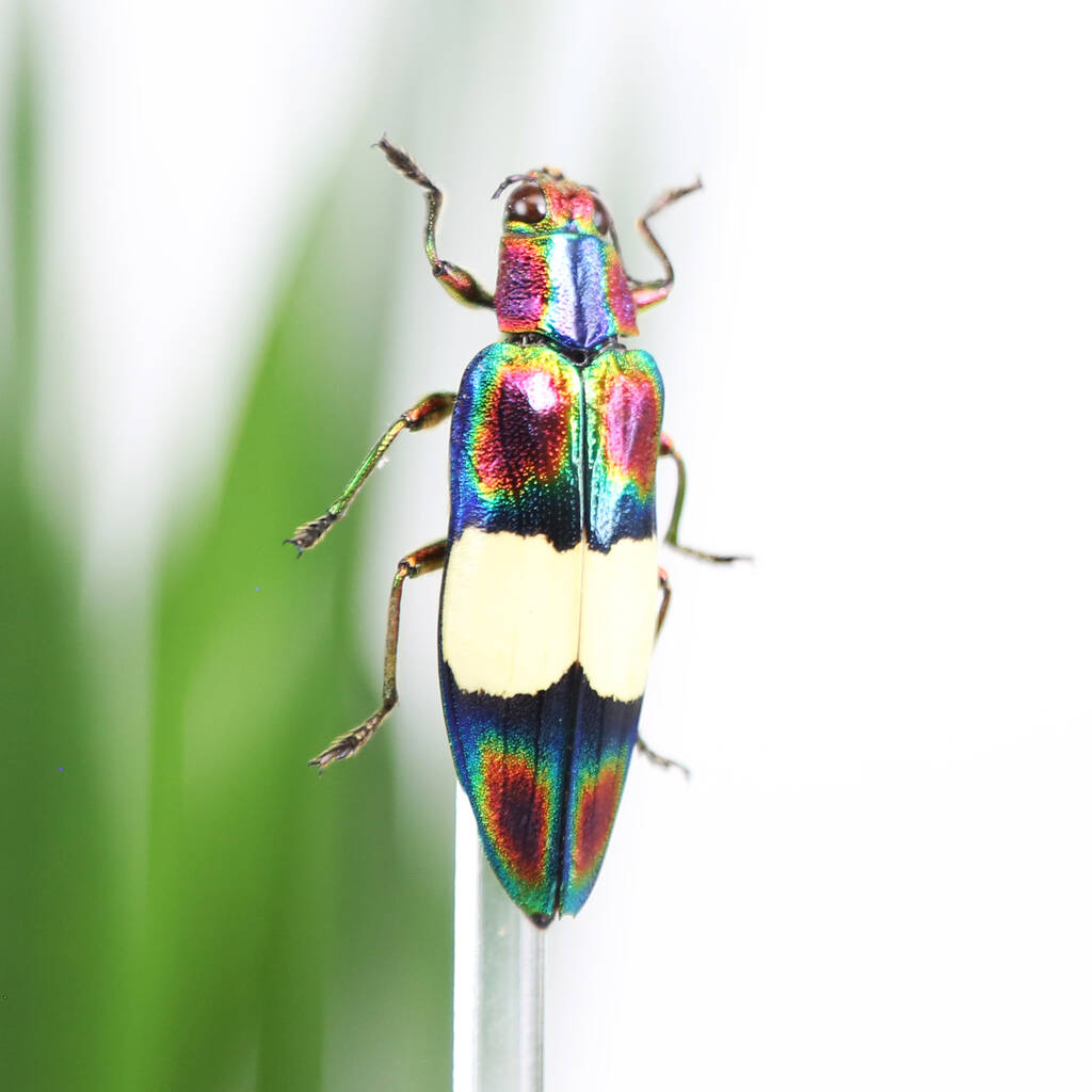 Banded Metallic Jewel Beetle Bell Jar By Curated Studio