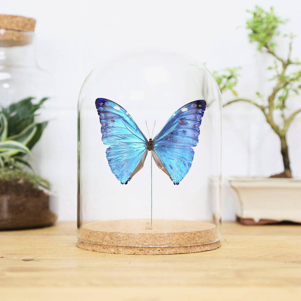 Adonis Morpho Bell Jar By Curated Studio | notonthehighstreet.com