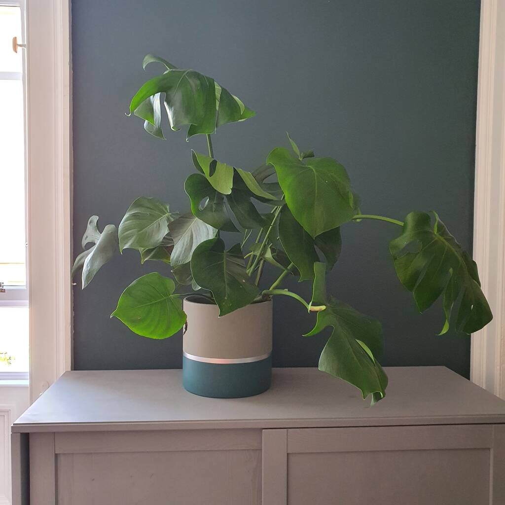 Melrose Concrete Indoor Plant Pot By Basil and Fleur ...