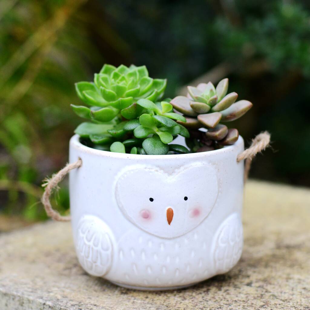Ceramic Owl Hanging Plant Pot With Choices Of Plants By DingaDing