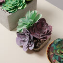 Paper Succulent Making Kit By Johny Todd | notonthehighstreet.com