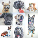 personalised pet portrait drawing by ros (jelbert) ingram ...