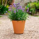 Personalised Family Tree Pot By Letterfest | notonthehighstreet.com