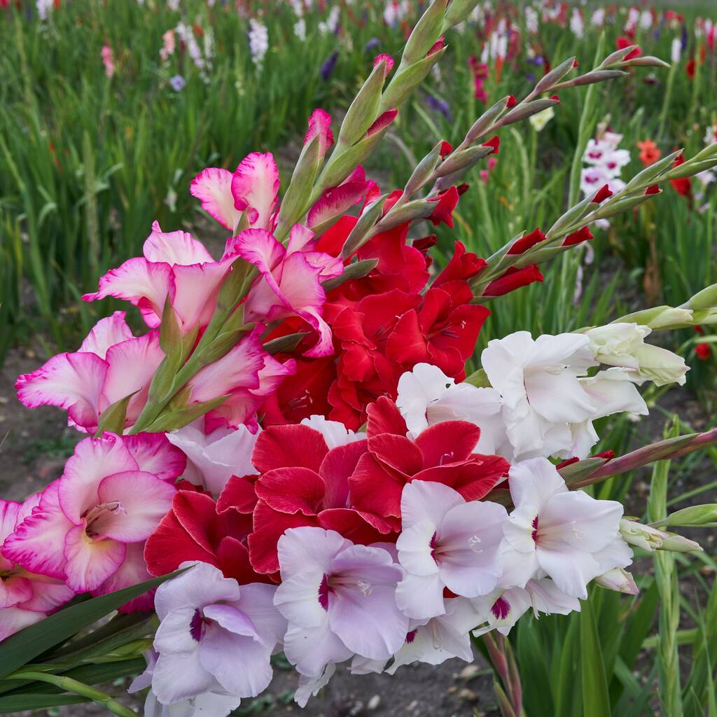 Summer Flowering Bulbs Gladioli Mixed Six Bulb Pack By Acqua Garden