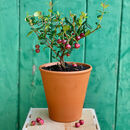 The Strawberry Guava Gift Crate By The Gluttonous Gardener ...