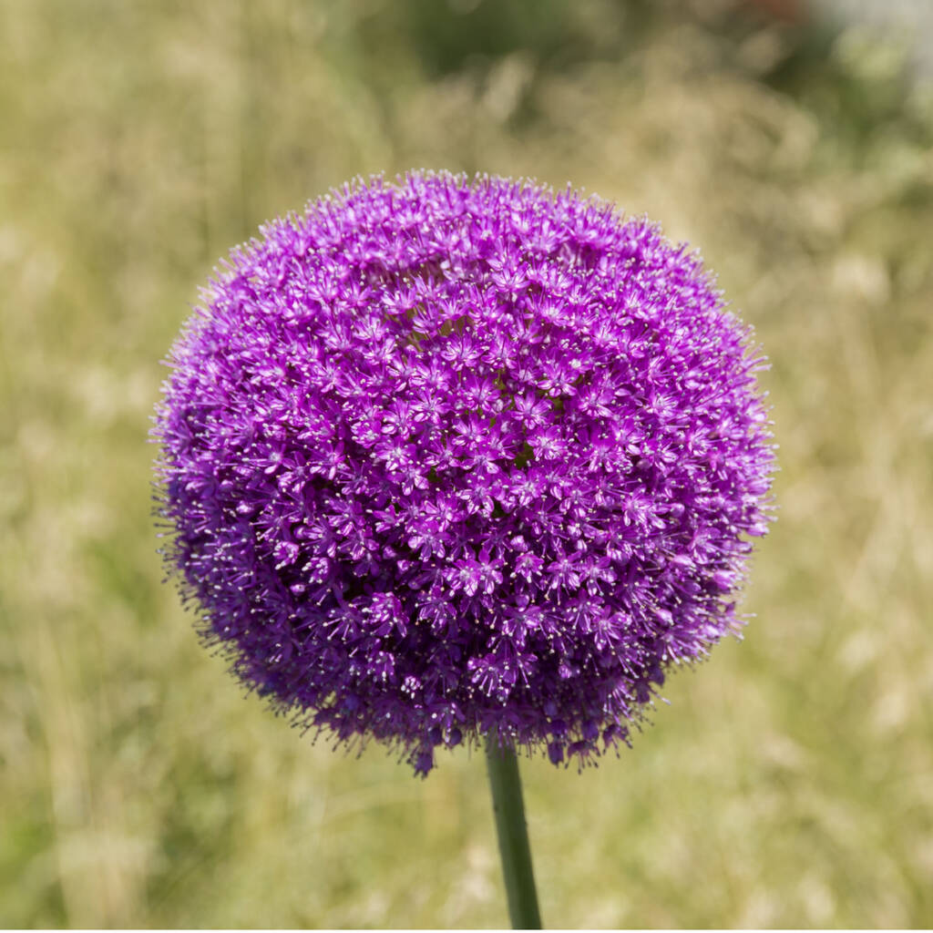 Allium 'Purple Sensation' 12 X Spring Bulb Pack By Acqua Garden