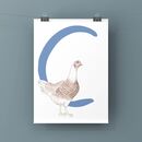 Chicken Alphabet Art Print, C Is For Cornish Hen By Rebekah Marshall ...
