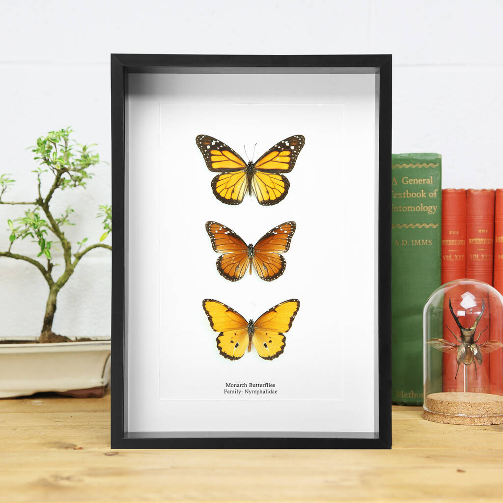 Royal Hrh Monarch Butterfly Trio Collection Frame By Curated Studio