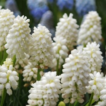 Spring Bulbs Zinc Planter Gift By The Danes | notonthehighstreet.com