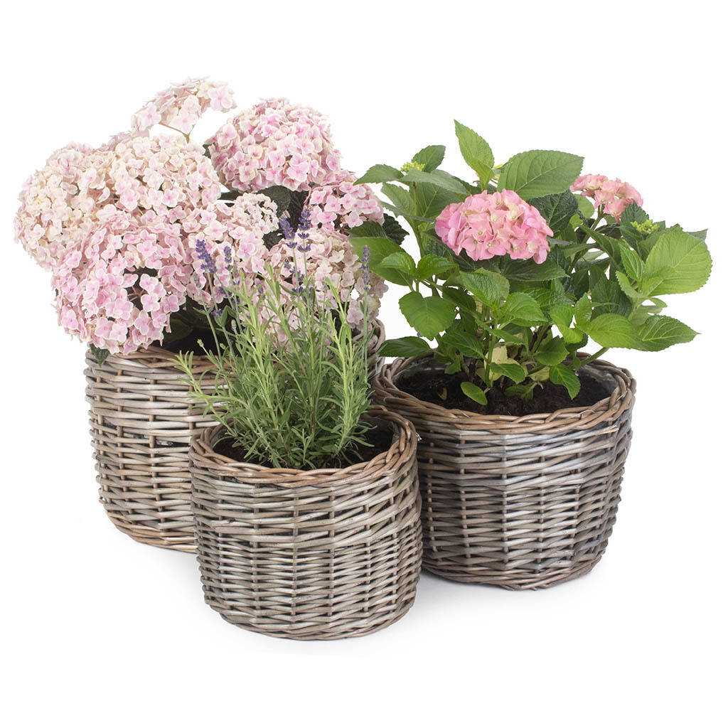 set of three round woven wicker planters by dibor | notonthehighstreet.com
