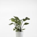 Ecopots Amsterdam High Pot Made From Recycled Plastic By Circular&Co ...