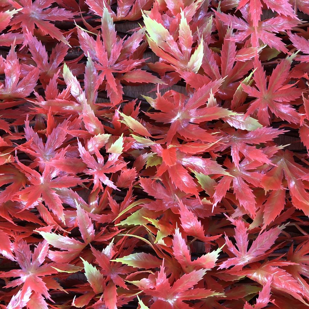 japanese red maple garden trellis screening by garden selections ...