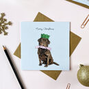 Festive Chocolate Labrador Christmas Card By Amelia Illustration ...