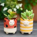 Bee Ladybird Planter With Choice Of Plant By Dinga Ding Terrariums ...
