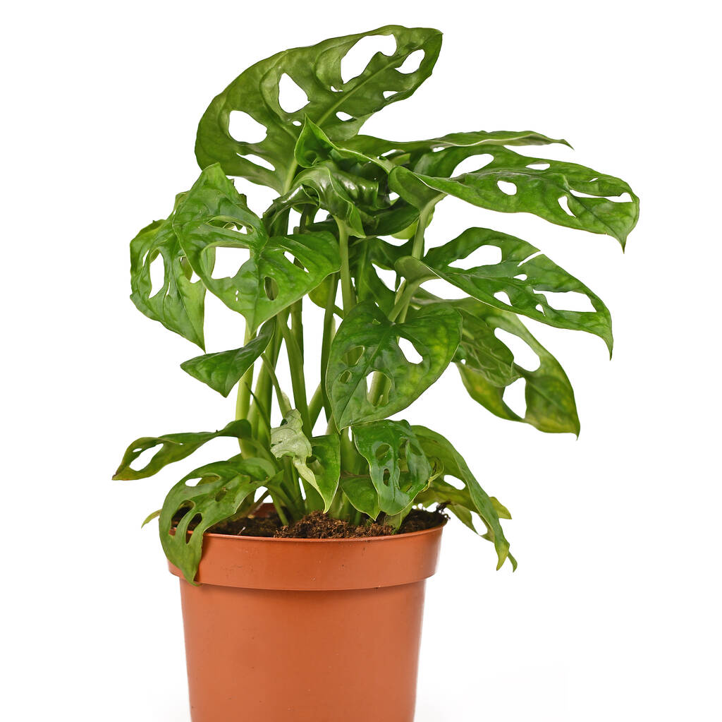 Houseplant Monstera Adansonii Monkey Leaf 15cm Pot By Acqua Garden