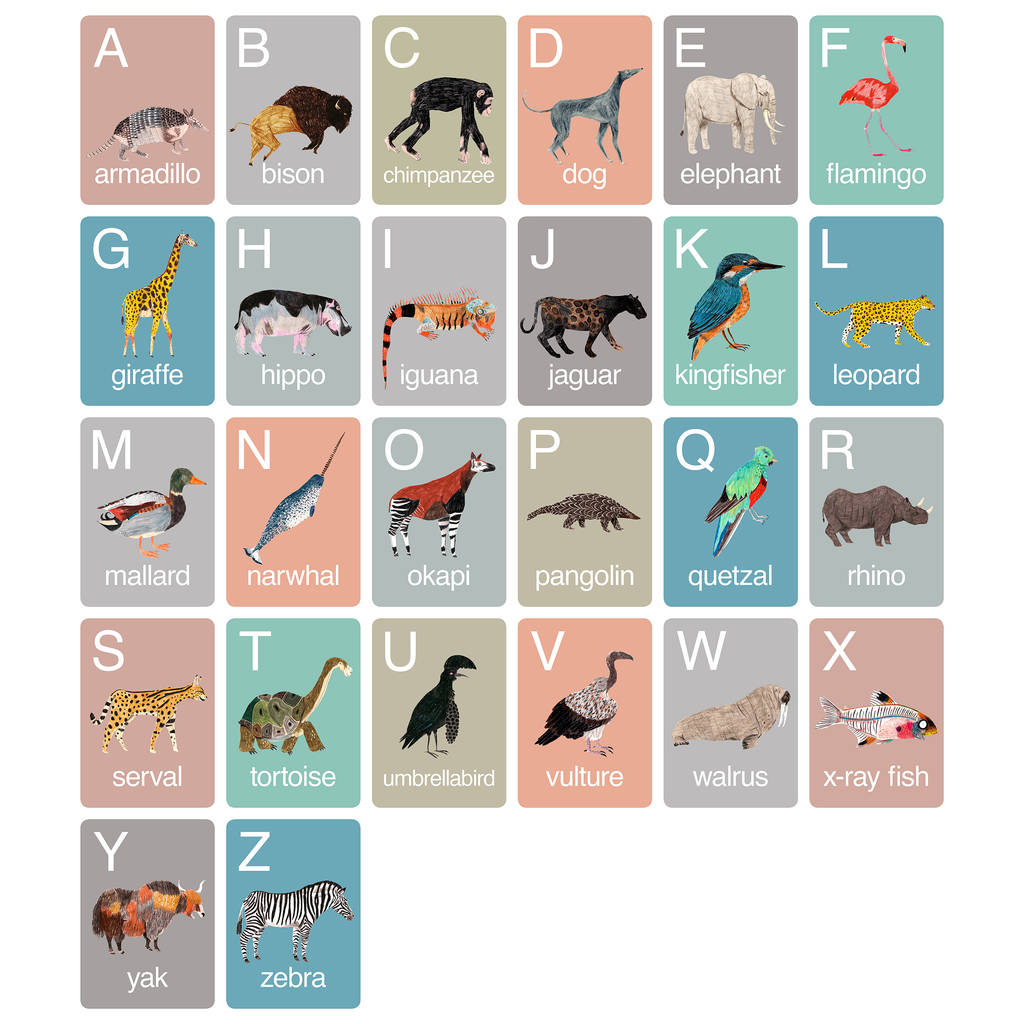 Animal Alphabet Flash Cards By James Barker Notonthehighstreet