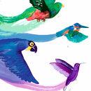 Rainbow Pride Birds Art Print By Sarah Edmonds Illustration ...