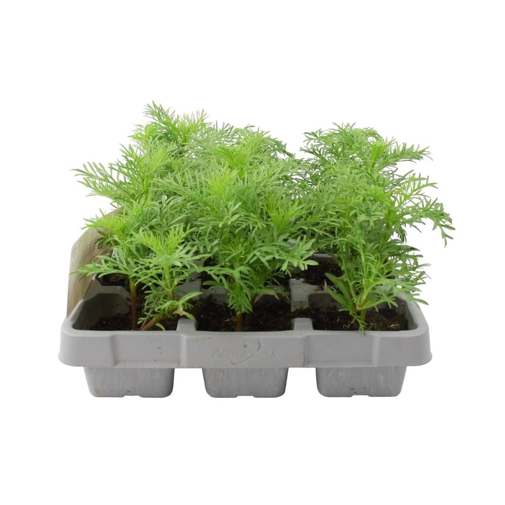 Vibrant Cosmos Mixed Garden Flower Plants 6 Pack X2 By Plants By Post