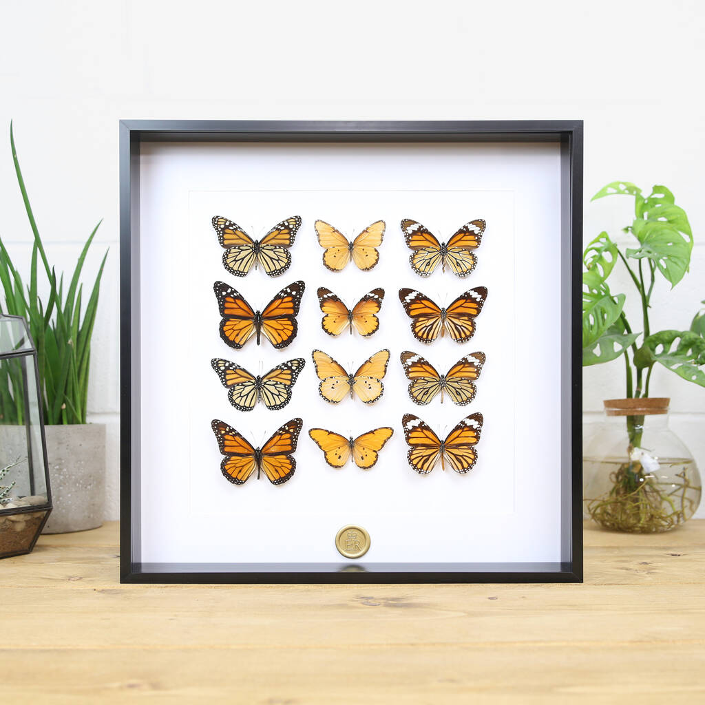 Royal Monarch Collection Frame By Curated Studio | notonthehighstreet.com