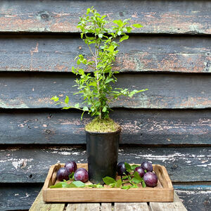 Trees | notonthehighstreet.com