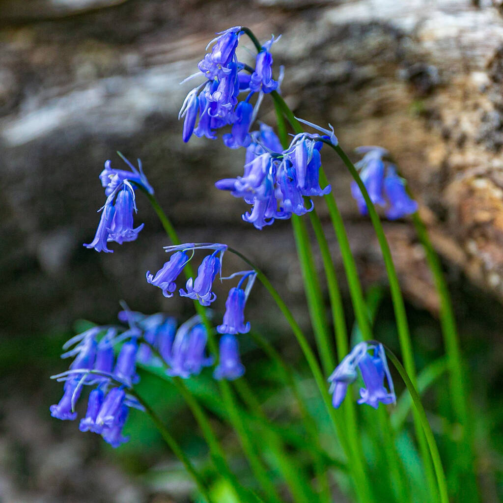 Spring Bulbs Bluebells 24 X Premium Bulb Pack By Acqua Garden