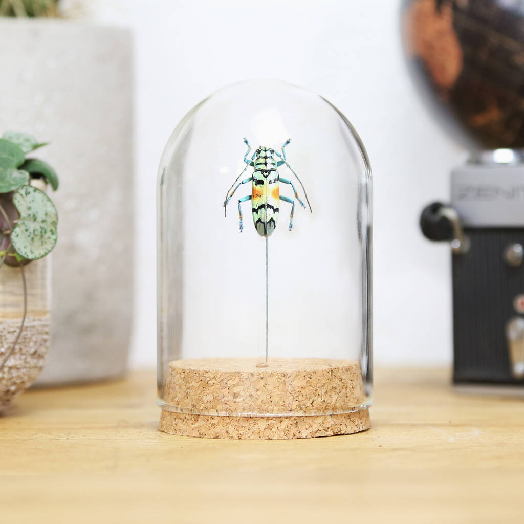 Gold Longhorn Beetle Bell Jar By Curated Studio