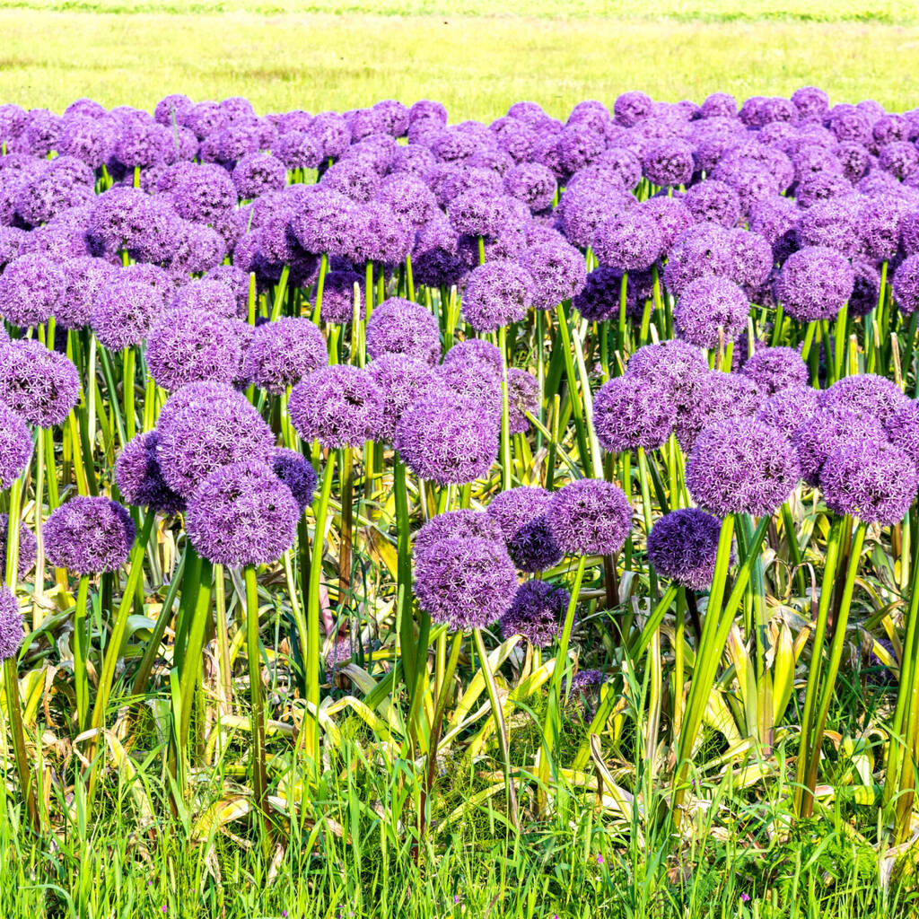 Spring Bulbs Allium 'Gladiator' 24 X Bulb Pack By Acqua Garden