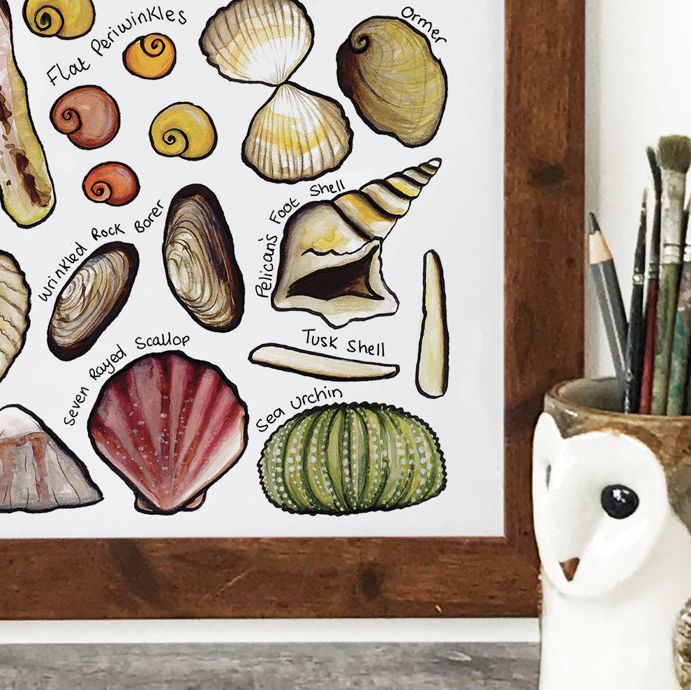 seashells of britain wildlife collection print by alexia claire ...