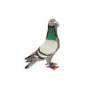 Embroidered Iron On Pigeon Patch By Goodordering | notonthehighstreet.com