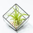 Glass Cube Air Plant Terrarium Diy Kit By Dinga Ding Terrariums ...