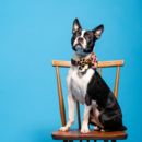 Leopard Neon Dog Bow Tie By The Distinguished Dog Company ...