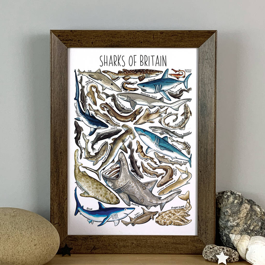 British Wildlife Set Of Six Art Prints By Alexia Claire ...