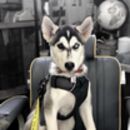 Personalised Pet Name Square Padlock Dog Tag By Broughton & Co ...