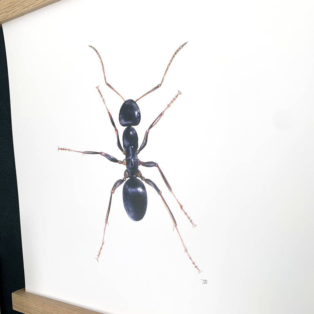 Illustrated Ant Print By Little Blue Zebra | notonthehighstreet.com