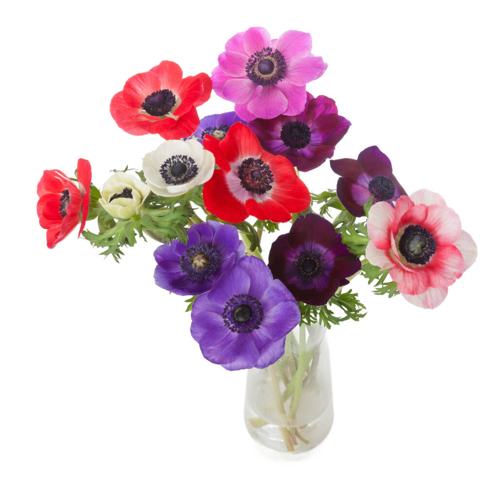 Spring Bulbs Anemone De Caen 24 X Bulb Pack By Acqua Garden