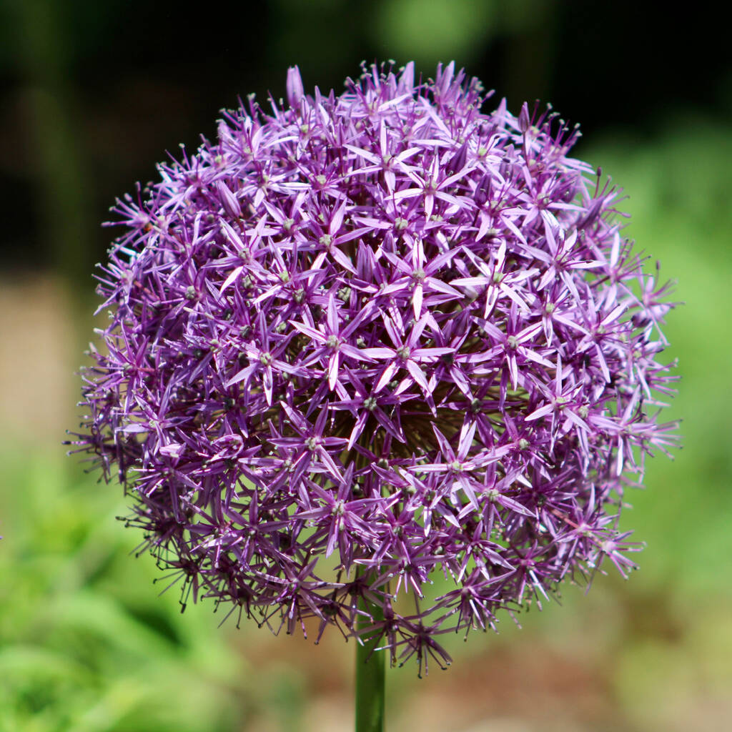 Spring Bulbs Allium 'Globemaster' 18 X Bulb Pack By Acqua Garden