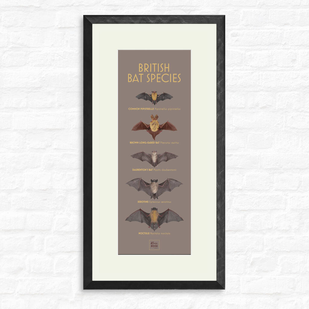 British Bat Species Reference Chart By Alice Rose | notonthehighstreet.com
