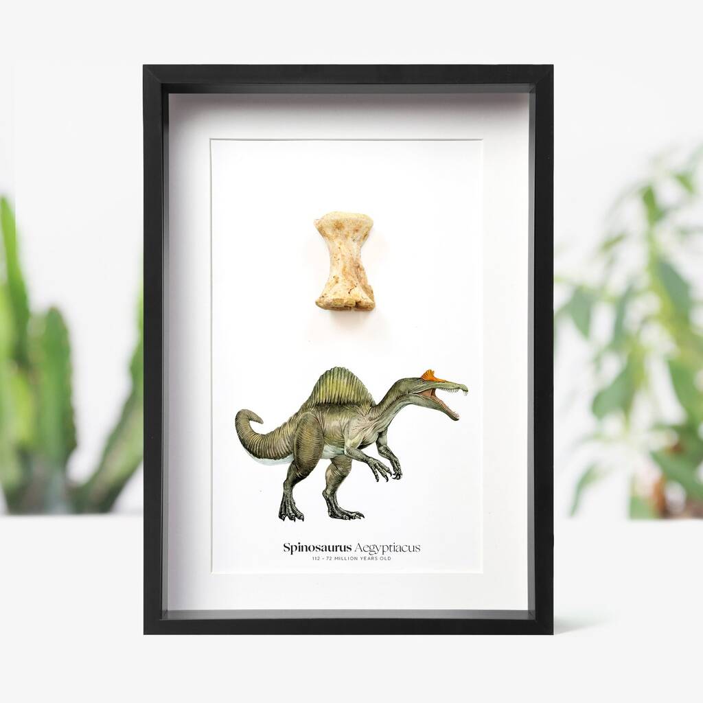 Spinosaurus Vertebra And Watercolour Illustration Box Frame Real ...