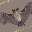 British Bat Species Reference Chart By Alice Rose | notonthehighstreet.com