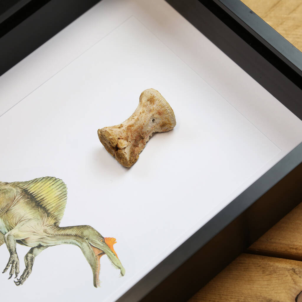 Spinosaurus Vertebra And Watercolour Illustration Box Frame Real ...