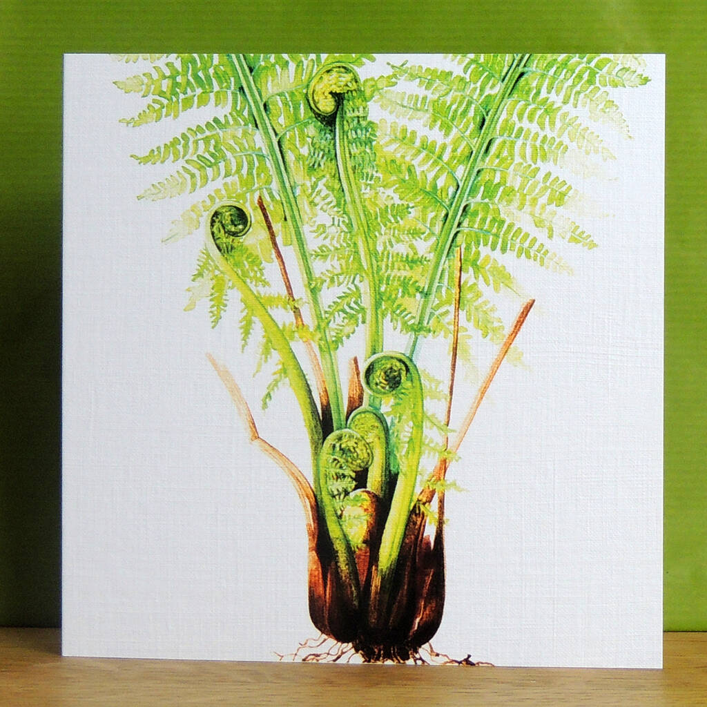 Fern Greetings Card By Kali Stileman Publishing | notonthehighstreet.com