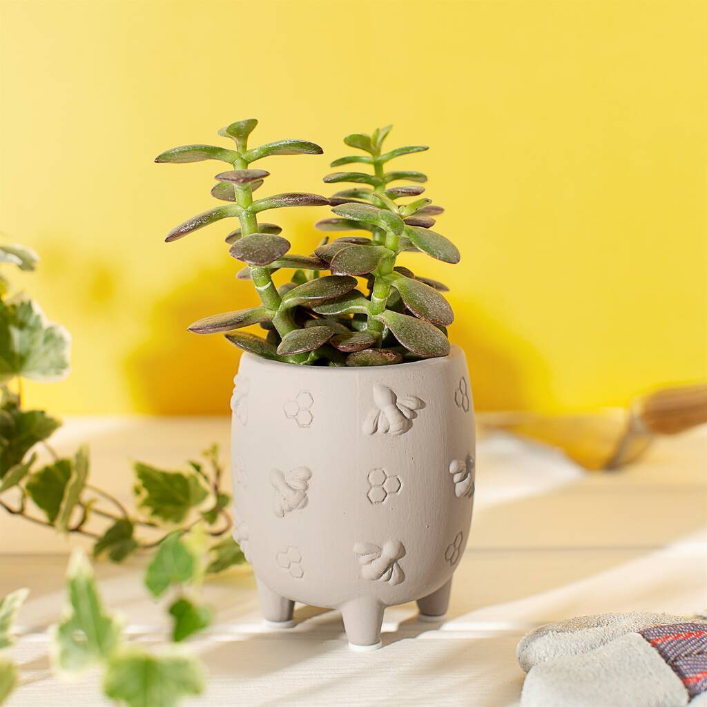 Mini Cement Planter Embossed Bee Design By DingaDing
