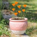 Rose Pink Two Tone Dipped Ceramic Planter By Dibor | notonthehighstreet.com