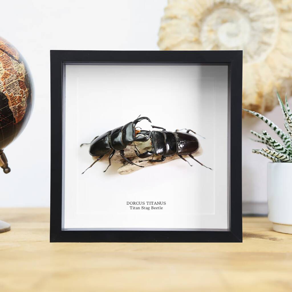 Male Male Competition In Titan Stag Beetles Insect Bug Moth Butterfly ...