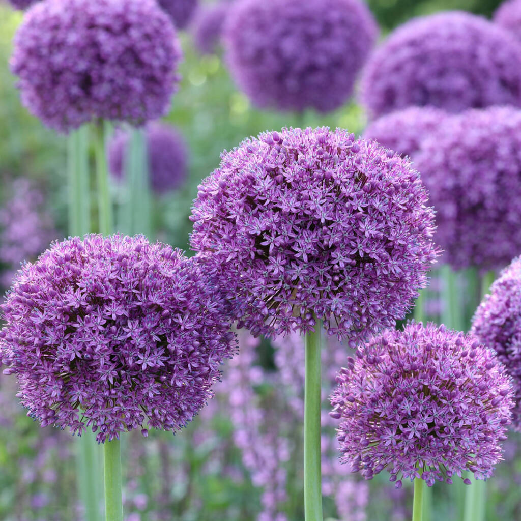 Spring Bulbs Allium 'Gladiator' 12 X Bulb Pack By Acqua Garden