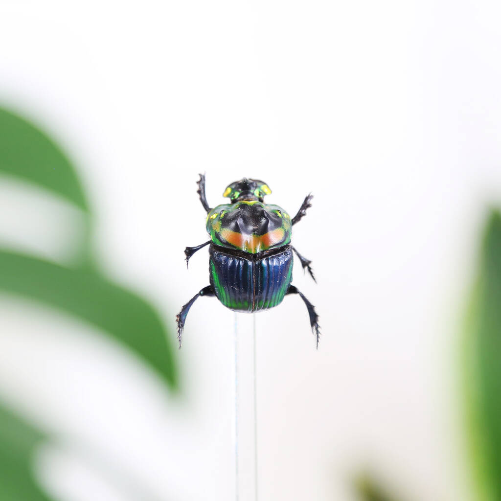 Metallic Scarab Beetle Bell Jar By Curated Studio