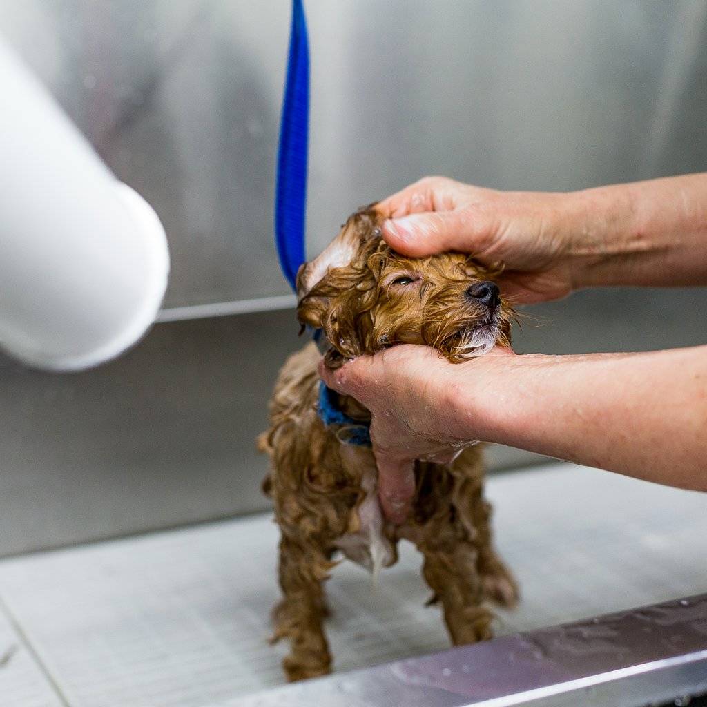 Dog Spa Day By The Indytute Experiences Notonthehighstreet
