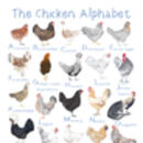 The Chicken Alphabet Art Print, Hen A Z Art Print By Rebekah Marshall ...